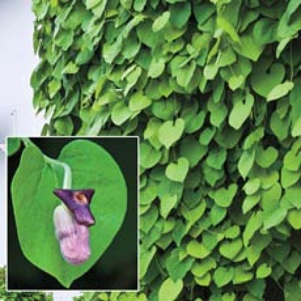 Aristolochia macrophylla Dutchman’s Pipe