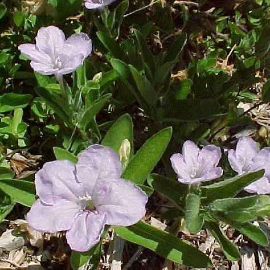 Ruellia Wild Petunia