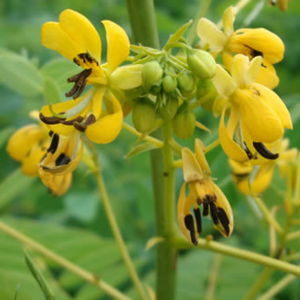 Cassia hebecarpa Wild Senna
