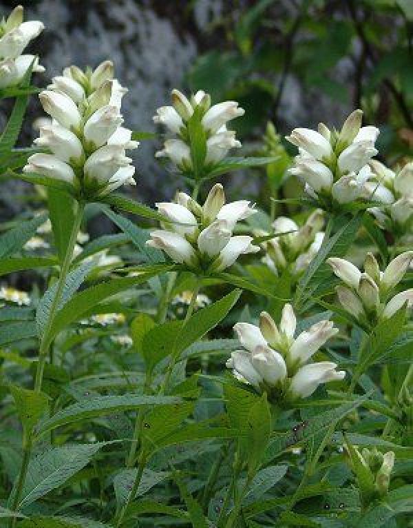 Chelone Glabra White Turtlehead
