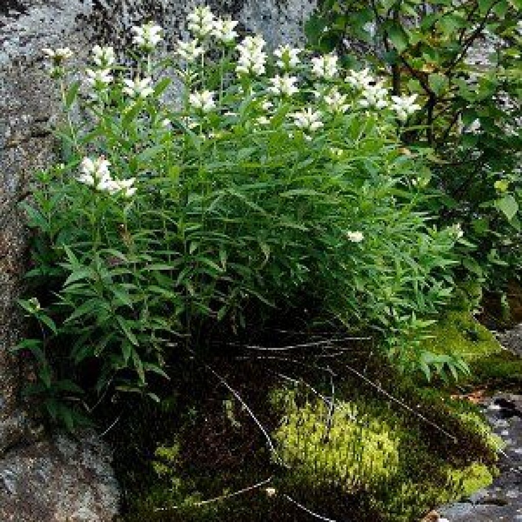 Chelone Glabra White Turtlehead