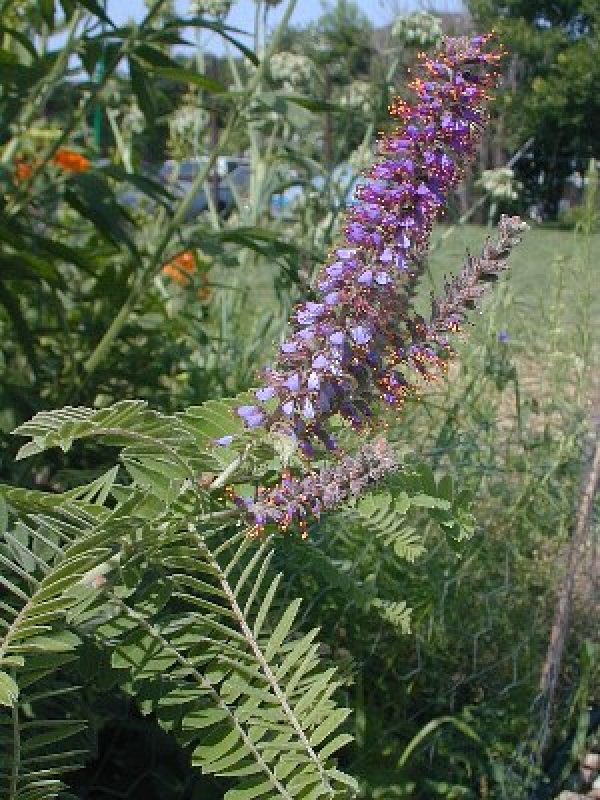 Amorpha canascens Leadplant
