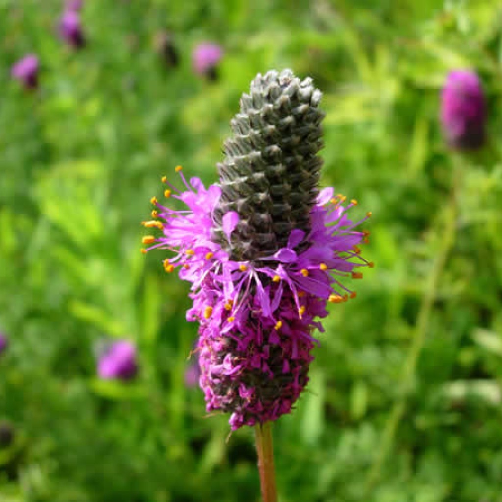Dalea purpurea Purple Prairie Clover