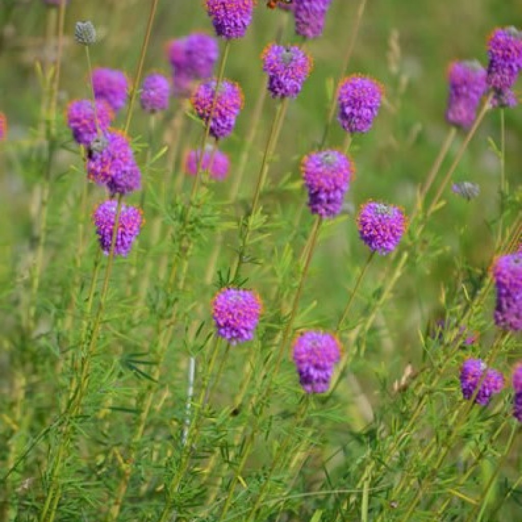 Dalea purpurea Purple Prairie Clover