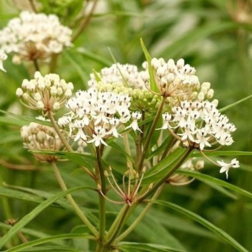 Butterfly Nectar Plants, Milkweed | Butterfly Gardens to Go