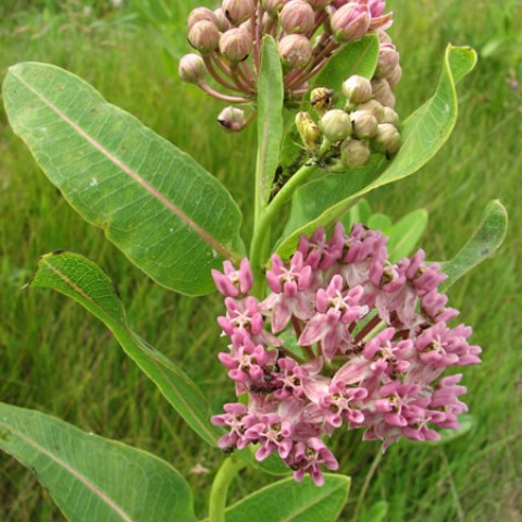Milkweed (Asclepias) Plants | Butterfly Gardens to Go