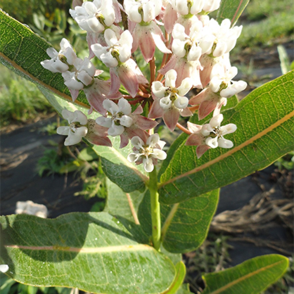 Asclepias sullivantii Sullivant's Milkweed | Butterfly Gardens to Go