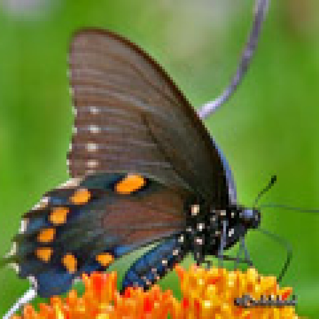 Aristolochia serpentaria - Virginia Snakeroot - Butterfly Gardens To Go