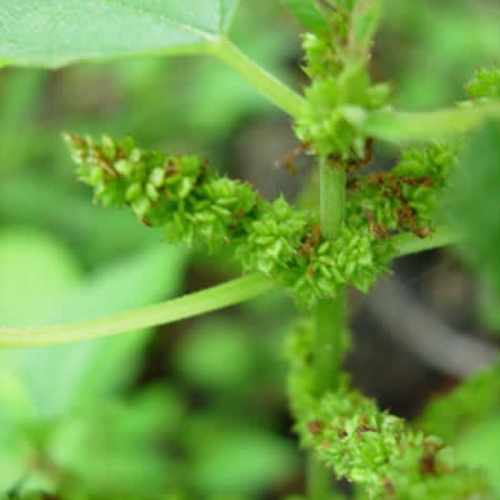 Boehmeria cylindrica - False Nettle - Butterfly Gardens To Go