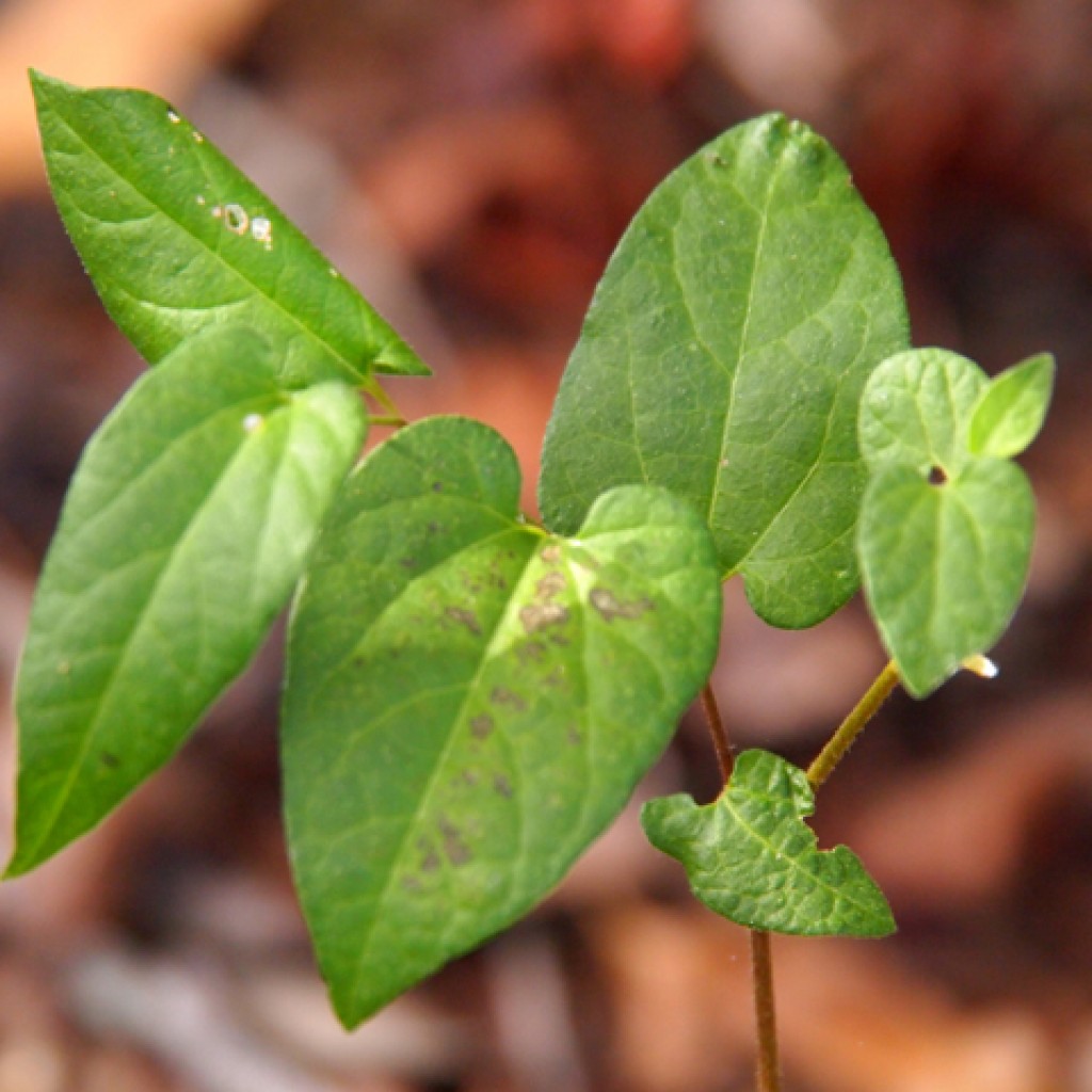 Aristolochia serpentaria - Virginia Snakeroot - Butterfly Gardens To Go