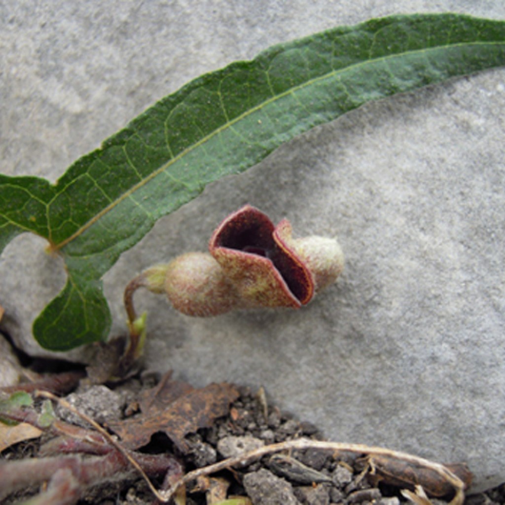Aristolochia serpentaria - Virginia Snakeroot - Butterfly Gardens To Go
