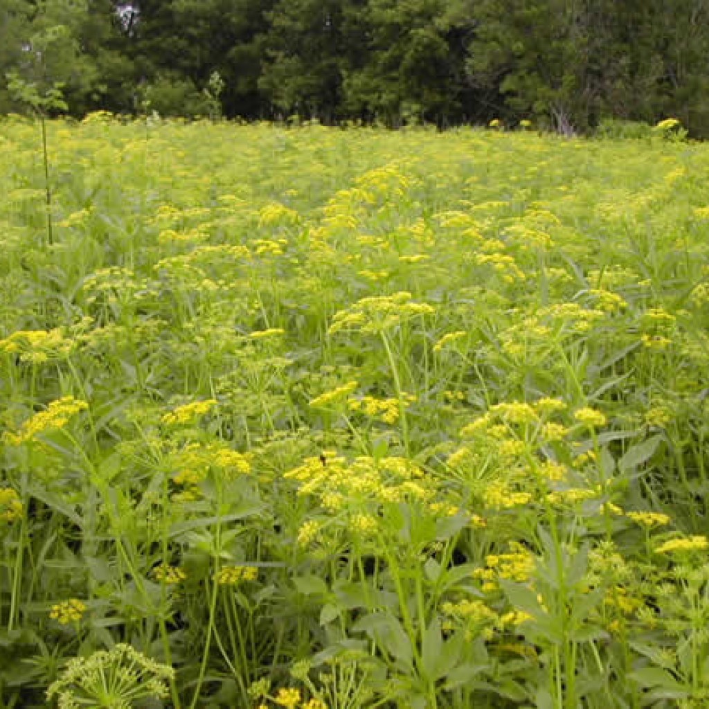 Zizia aurea - Golden Alexanders - Butterfly Gardens To Go