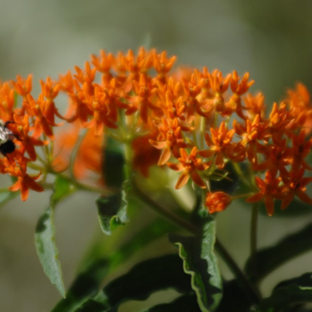 Butterfly Nectar Plants, Milkweed | Butterfly Gardens to Go