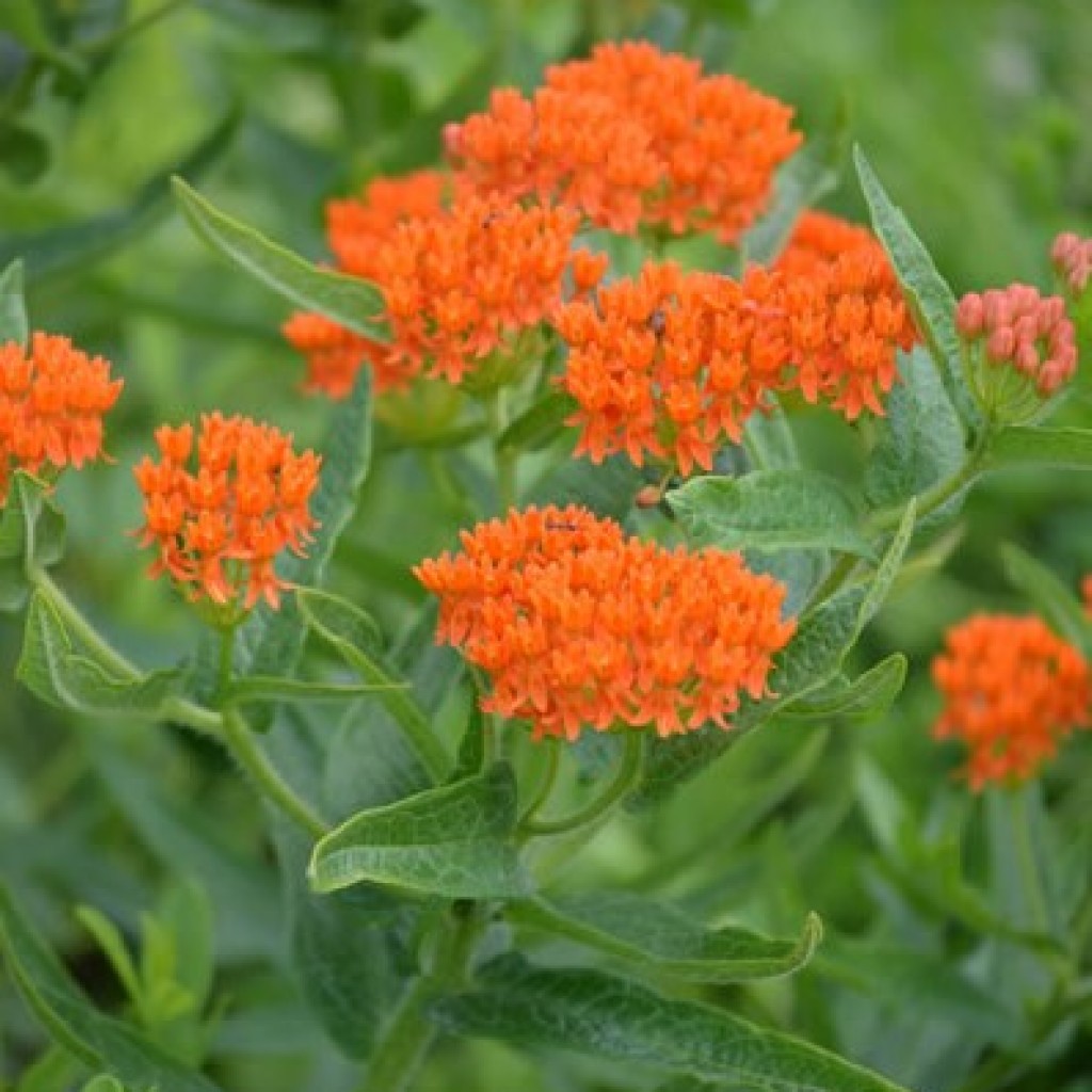Asclepias tuberosa-Butterfly Weed | Butterfly Gardens to Go