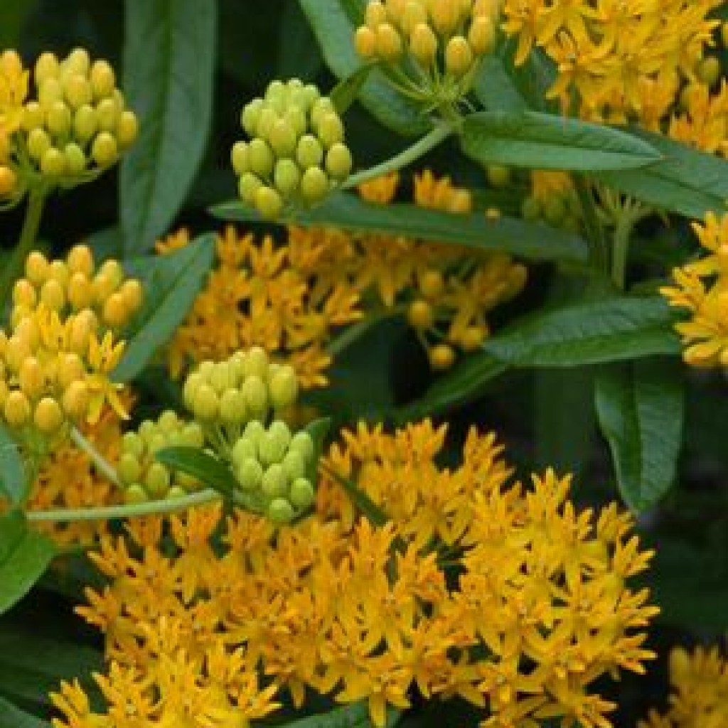 Asclepias tuberosa 'Hello Yellow' | Butterfly Gardens to Go