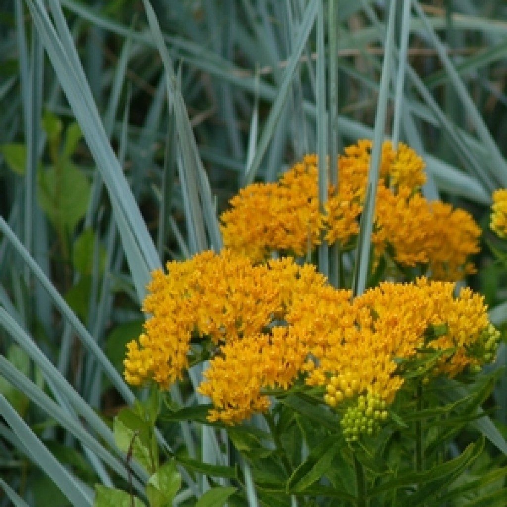 Asclepias tuberosa 'Hello Yellow' | Butterfly Gardens to Go