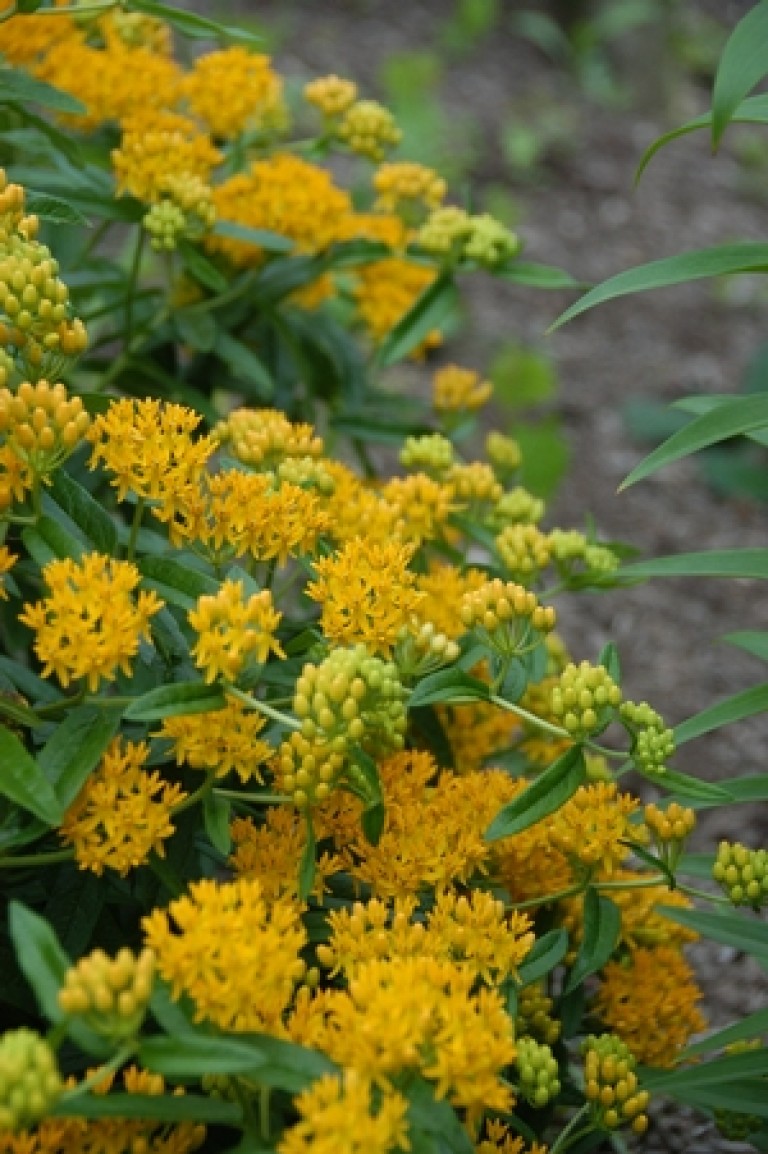 Asclepias tuberosa 'Hello Yellow' | Butterfly Gardens to Go