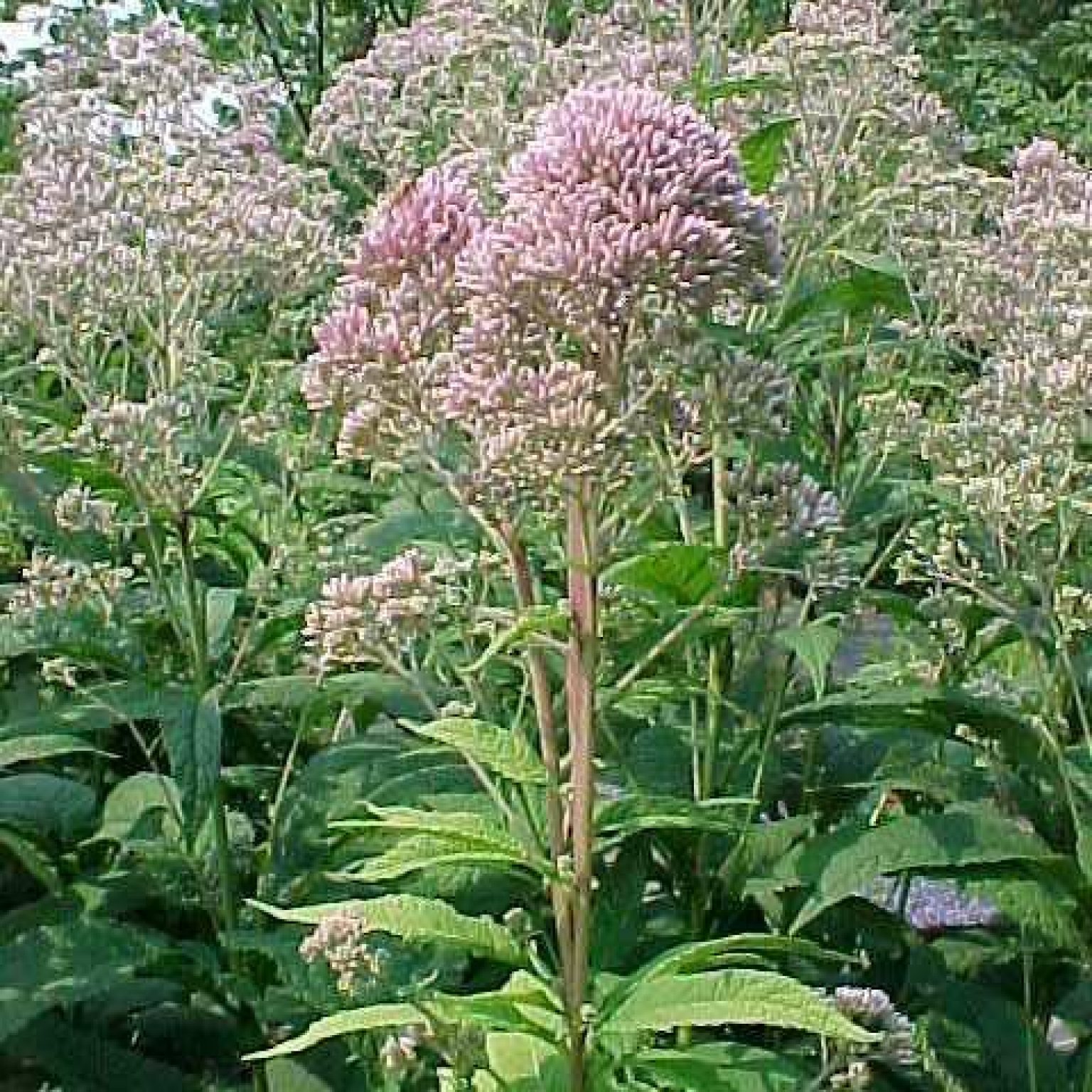 Eutrochium purpureum - Purple Joe Pye Weed - Butterfly Gardens To Go