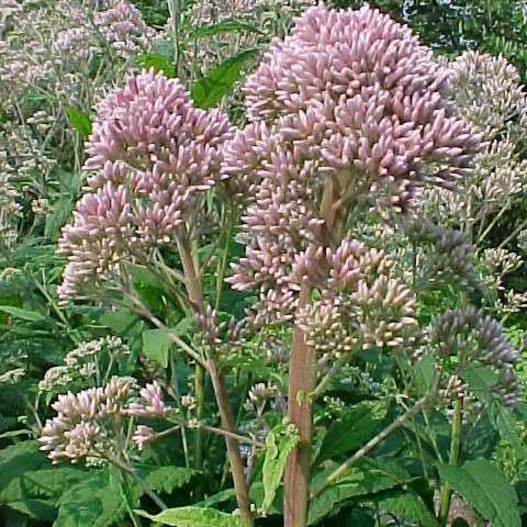 Eutrochium purpureum - Purple Joe Pye Weed - Butterfly Gardens To Go