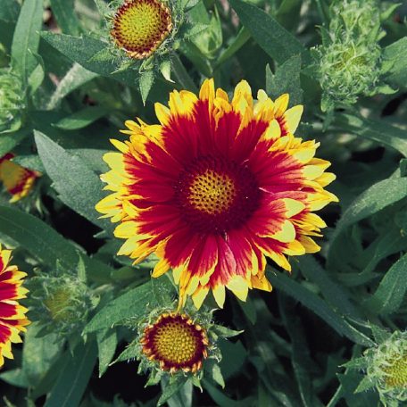 Gaillardia grandiflora - Arizona Sun Blanket Flower - Butterfly Gardens ...
