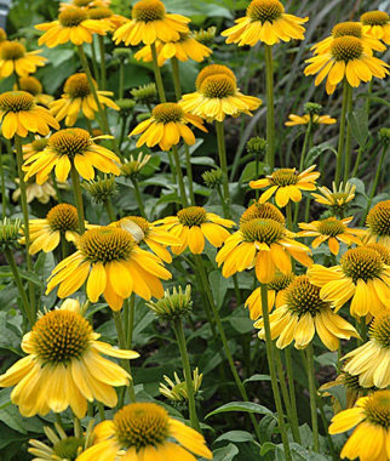 Echinacea Sombrero ‘Lemon Yellow’ Coneflower | Butterfly Gardens to Go