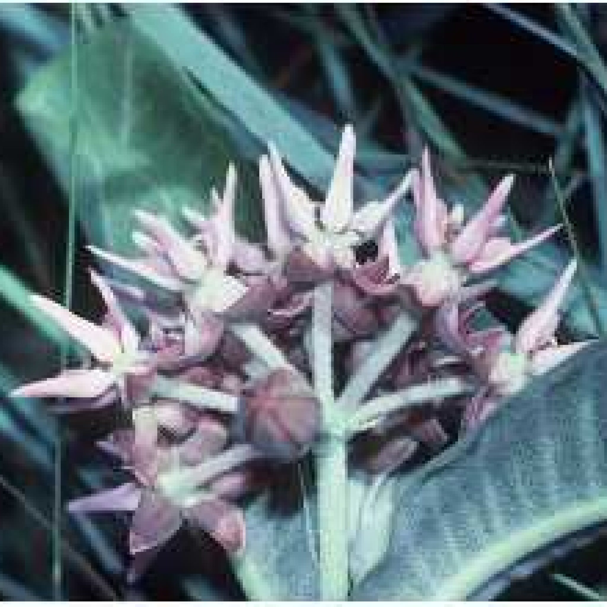 Butterfly Nectar Plants, Milkweed | Butterfly Gardens to Go